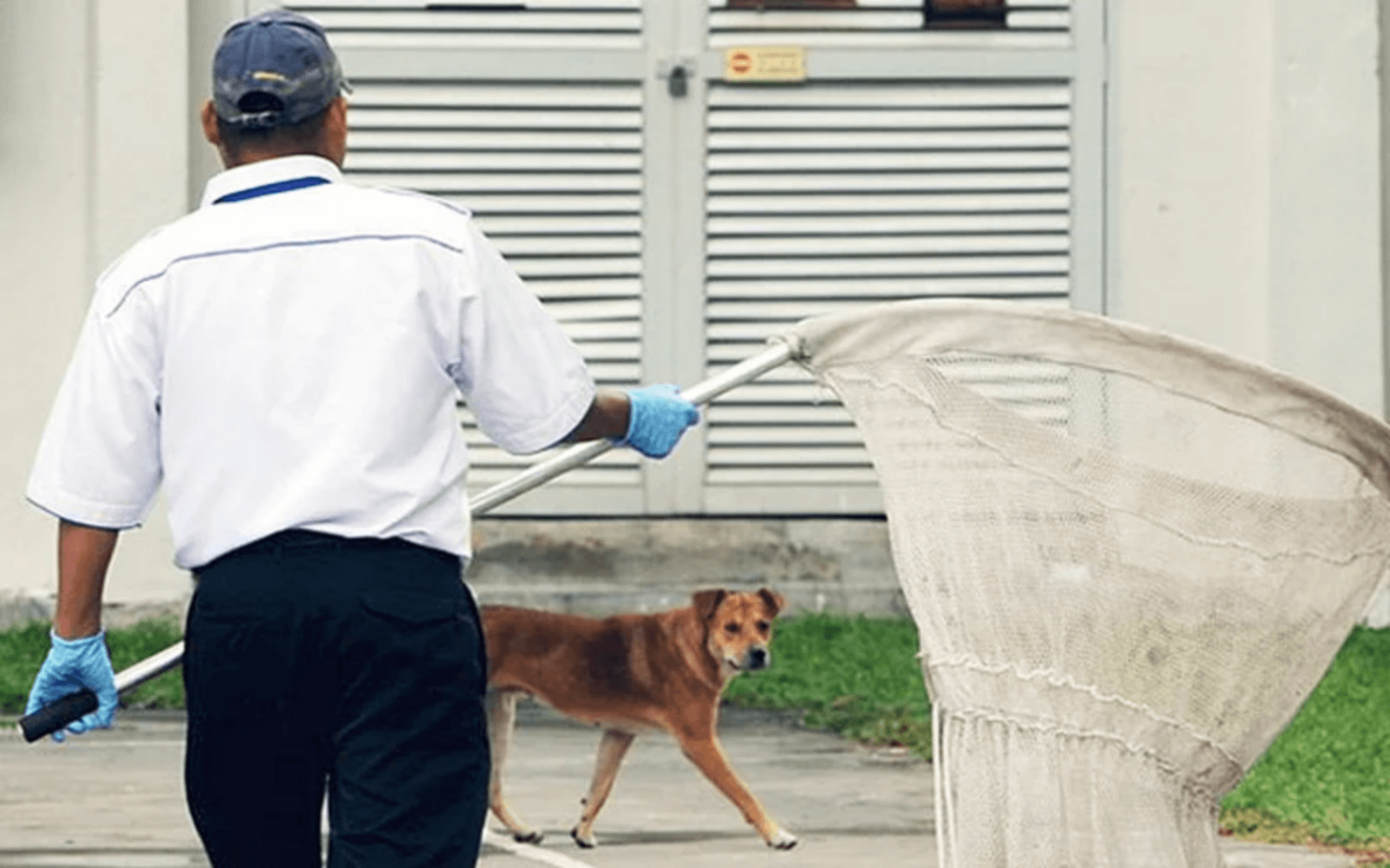 Elderly M'sian Dies While Saving Pet From Dog Catchers, MP Calls For ...