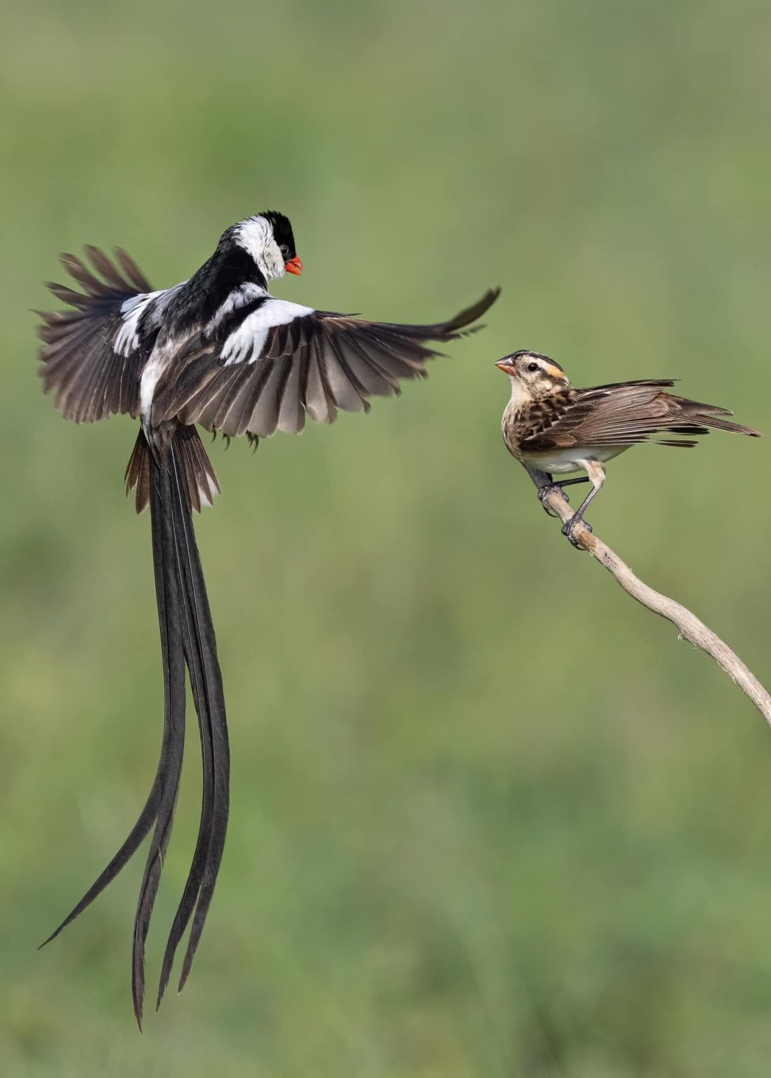 2 Birds Perform Mating Ritual In Pasir Ris Field, Over 300 Watchers ...