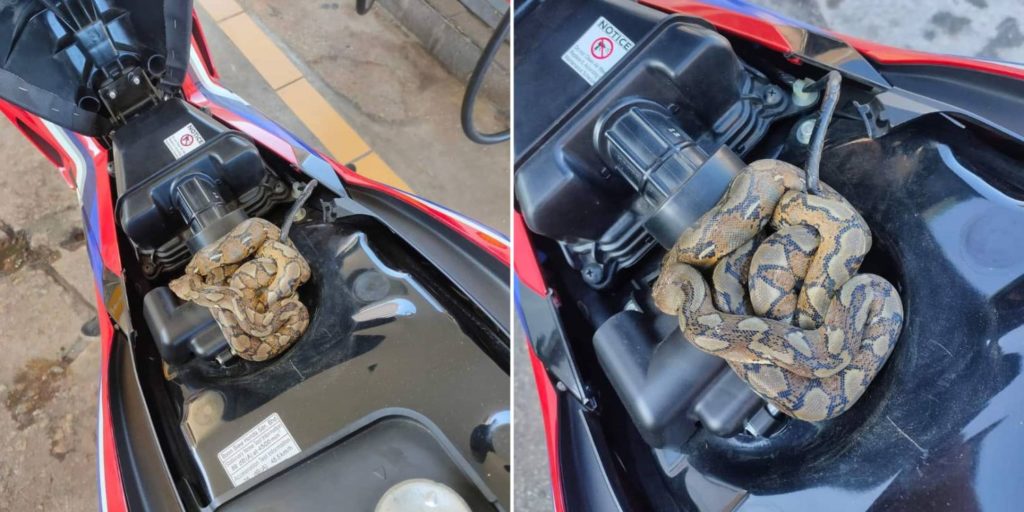Python Found Under Motorcycle Seat In M'sia, Reportedly Hid There To ...