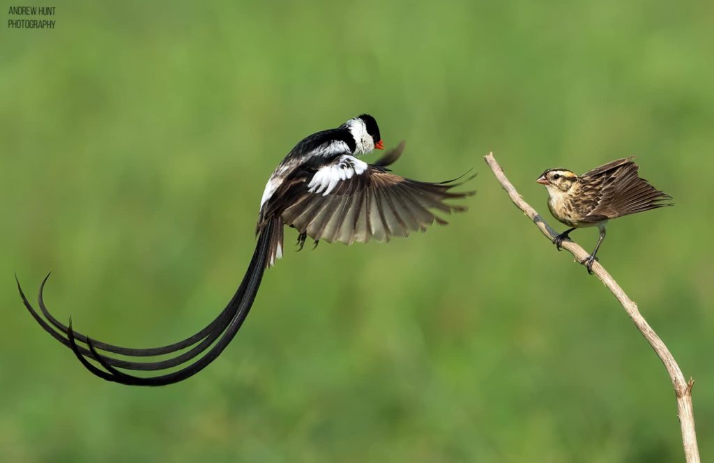 2 Birds Perform Mating Ritual In Pasir Ris Field, Over 300 Watchers ...