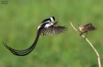 2 Birds Perform Mating Ritual In Pasir Ris Field, Over 300 Watchers ...