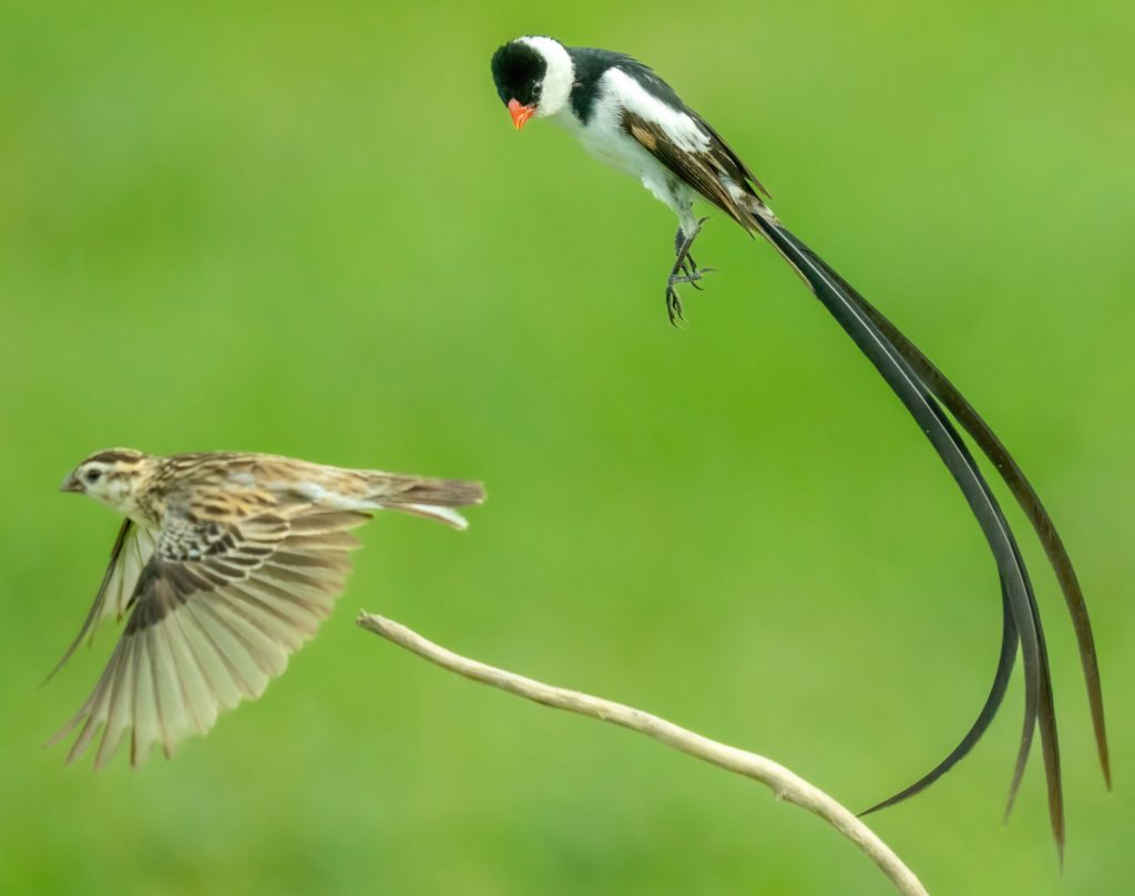 2 Birds Perform Mating Ritual In Pasir Ris Field, Over 300 Watchers ...