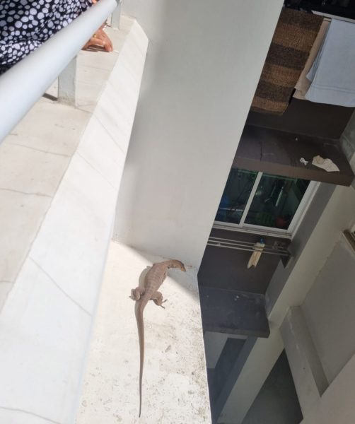 Monitor Lizard Seen On Ledge Of Punggol HDB Block, Jumps Safely To Landing