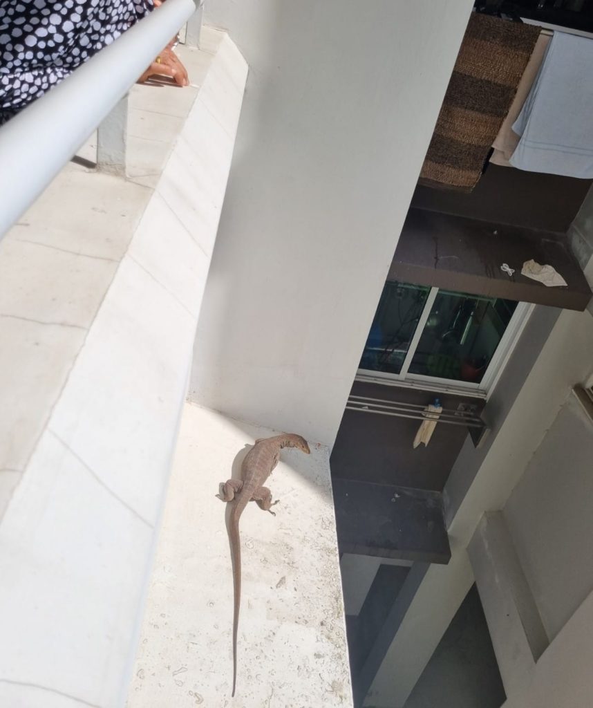 Monitor Lizard Seen On Ledge Of Punggol HDB Block, Jumps Safely To Landing