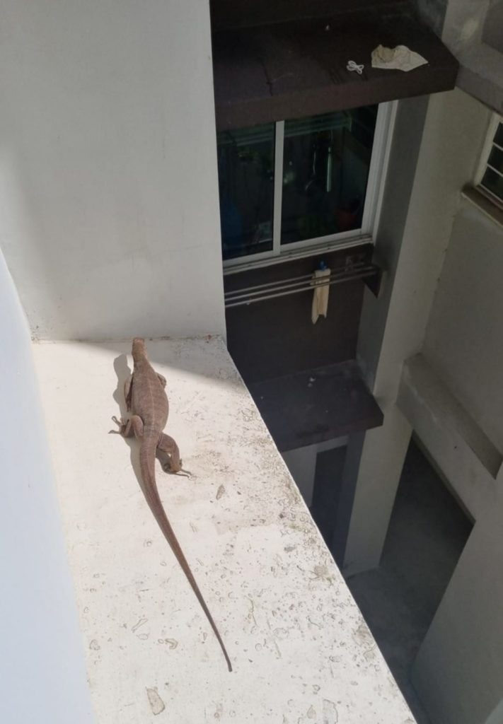 Monitor Lizard Seen On Ledge Of Punggol HDB Block, Jumps Safely To Landing