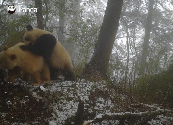 Rare White Panda Spotted In Sichuan Province Of China, Believed To Be ...