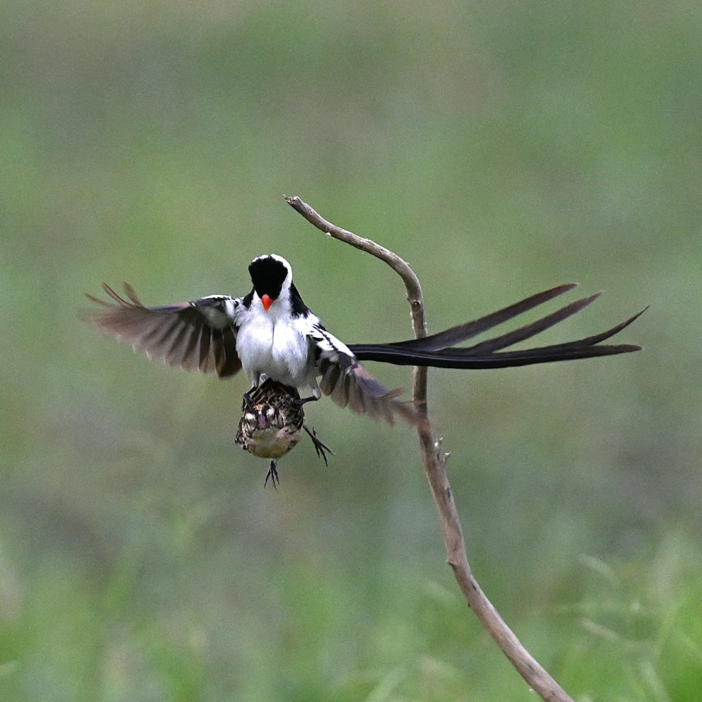 2 Birds Perform Mating Ritual In Pasir Ris Field, Over 300 Watchers ...
