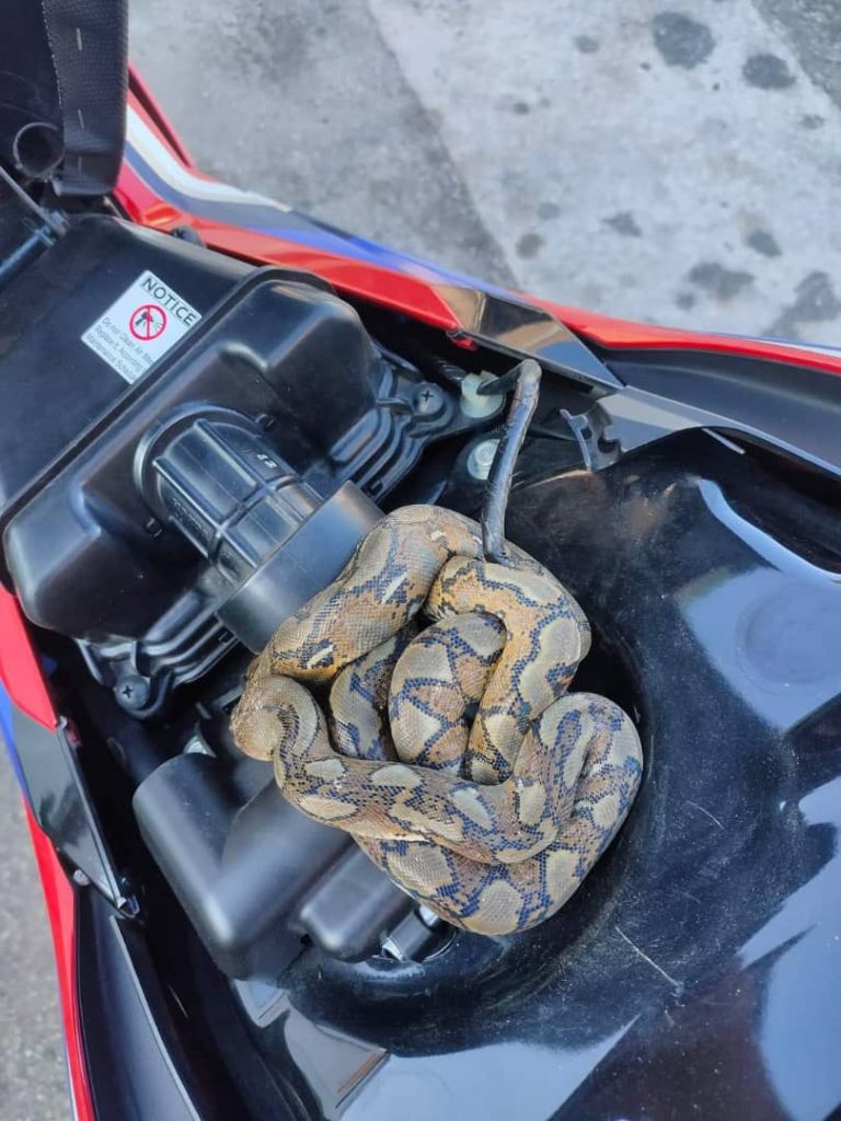 Python Found Under Motorcycle Seat In M'sia, Reportedly Hid There To ...