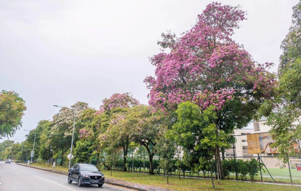 Trumpet Trees Are In Bloom Again, Experience ‘Sakura Season’ Right Here ...