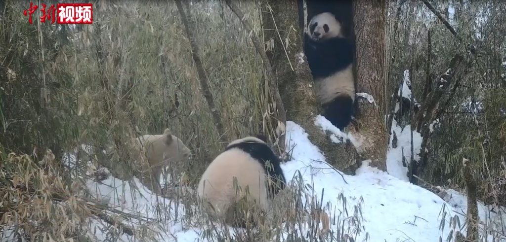 Rare White Panda Spotted In Sichuan Province Of China, Believed To Be ...