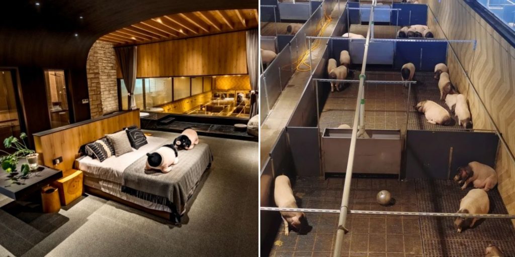 Hotel Room In China Overlooks Pig Pens, S$1,660/Night Stay Includes ...