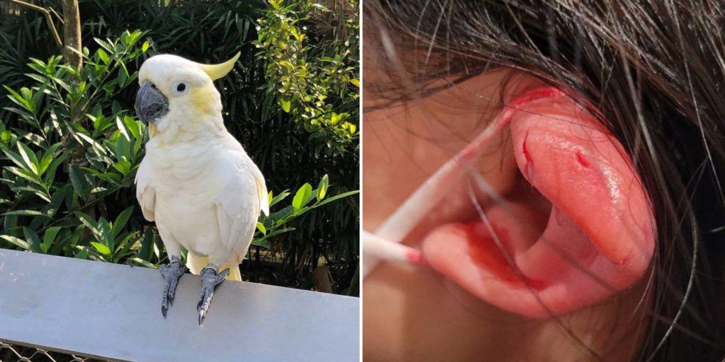 Cockatoo Pecks & Injures Teen's Ear At Mandai Bird Paradise, Now Moved ...