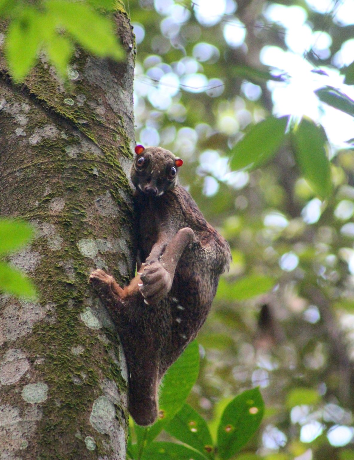 Colugo Spreads Limbs & Glides Across Trees In Bukit Batok, Passer-By ...