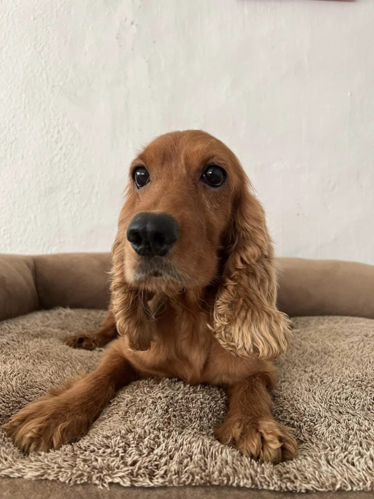 10 English Cocker Spaniels Need New Homes In S'pore, Breeder Reportedly ...