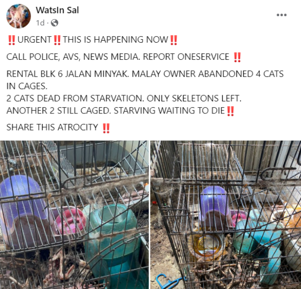 2 Emaciated Cats & Skeletal Remains Of 3 Others Found In HDB Flat, AVS ...