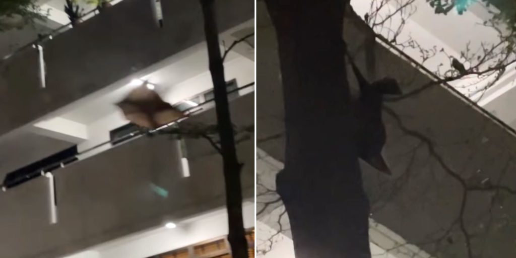 Colugo Spreads Limbs & Glides Across Trees In Bukit Batok, Passer-By ...