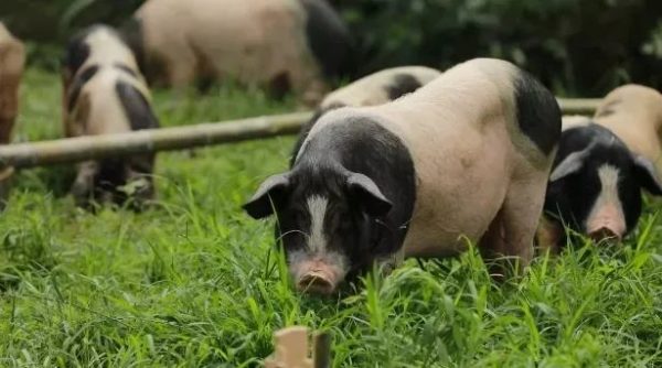 Hotel Room In China Overlooks Pig Pens, S$1,660/Night Stay Includes ...