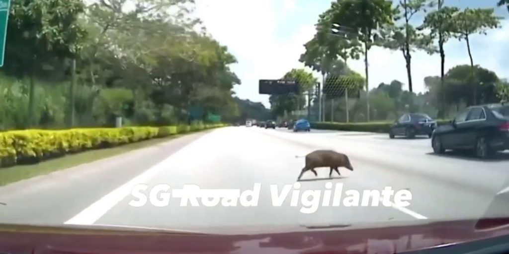 Wild Boar Dashes Out Onto Road On SLE, Gets Hit By 2 Cars Consecutively