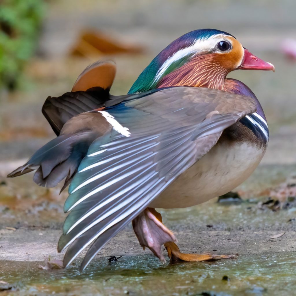 Mandarin Duck Waddles Around Clementi, Animal Enthusiasts Snap Gorgeous ...