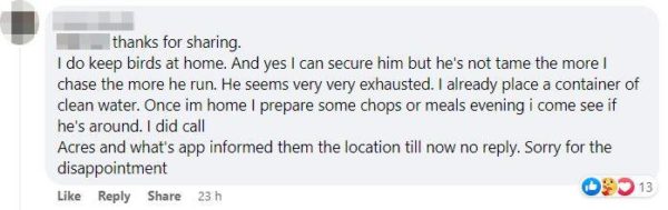 Lost Duck Spotted Wandering Around Farrer Park, Man Cares For It Until ...