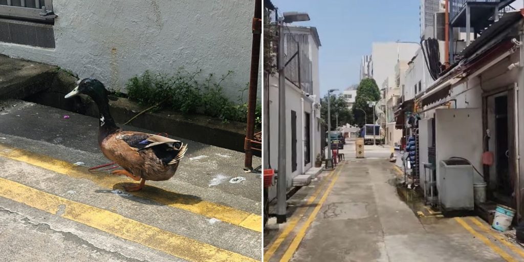 Lost Duck Spotted Wandering Around Farrer Park, Man Cares For It Until ...