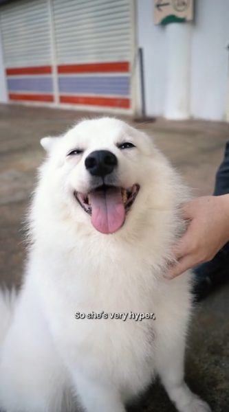 Mandai Wildlife Reserve Has Adorable Rescue Dogs, They're The Goodest ...