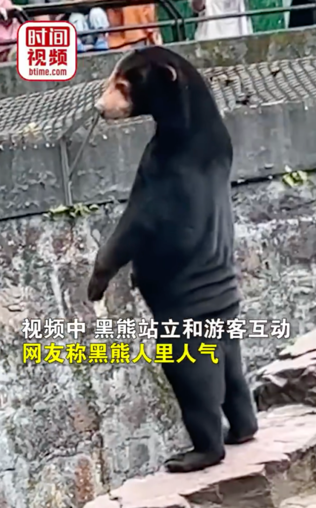 Bear In China Zoo Stands On Hind Legs & Waves, Visitors Suspect It’s A ...