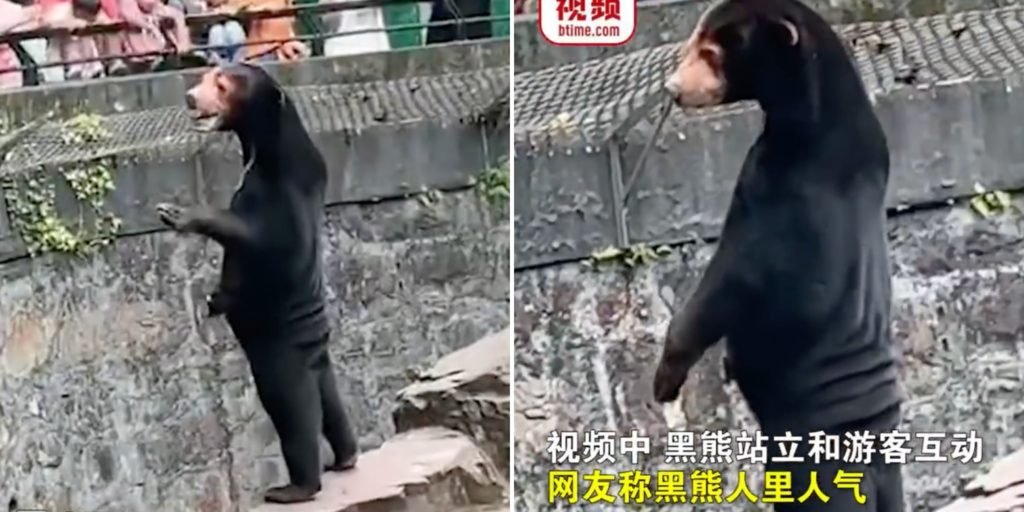 Bear In China Zoo Stands On Hind Legs & Waves, Visitors Suspect It’s A ...