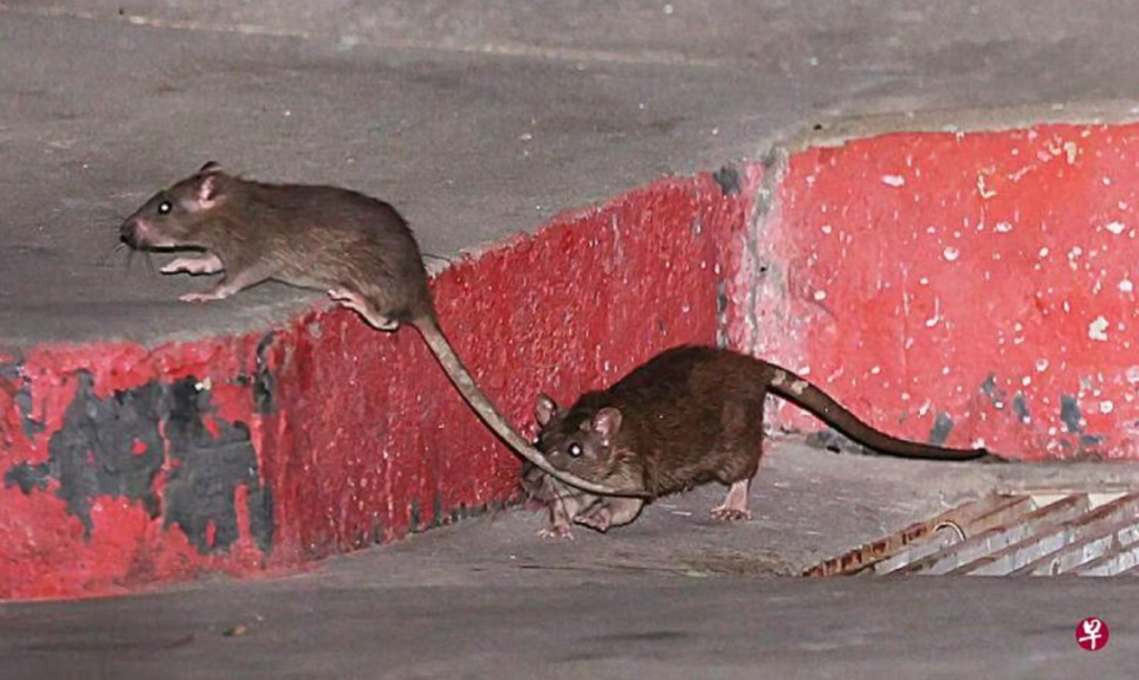 Pasir Ris Residents Face Troubling Rat Infestation, Rodents Reportedly ...