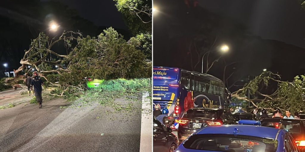 Yellow Flame Tree Collapses On PIE Near Toa Payoh & Hits Car, No ...