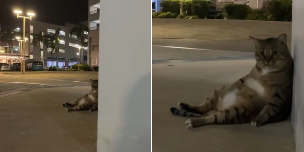 Chonky Cat Lepaks Like A Human At HDB Block Across Kopitiam, Stares ...