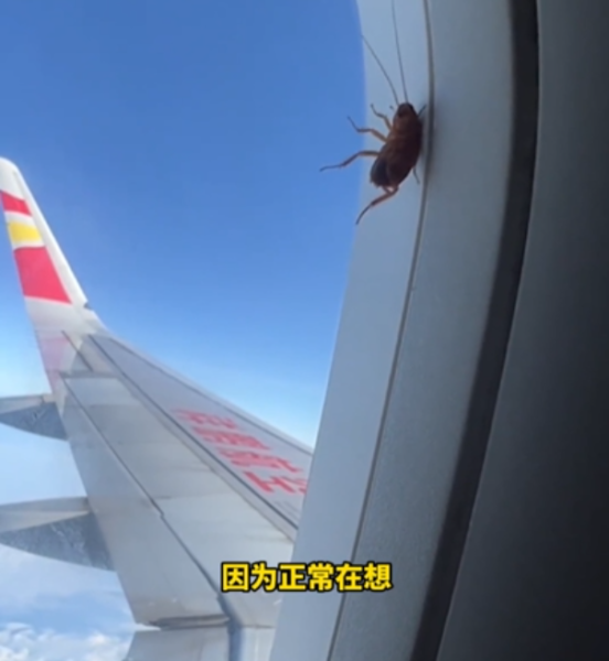 Woman Discovers Cockroach Clinging To China Southern Airlines Aircraft ...