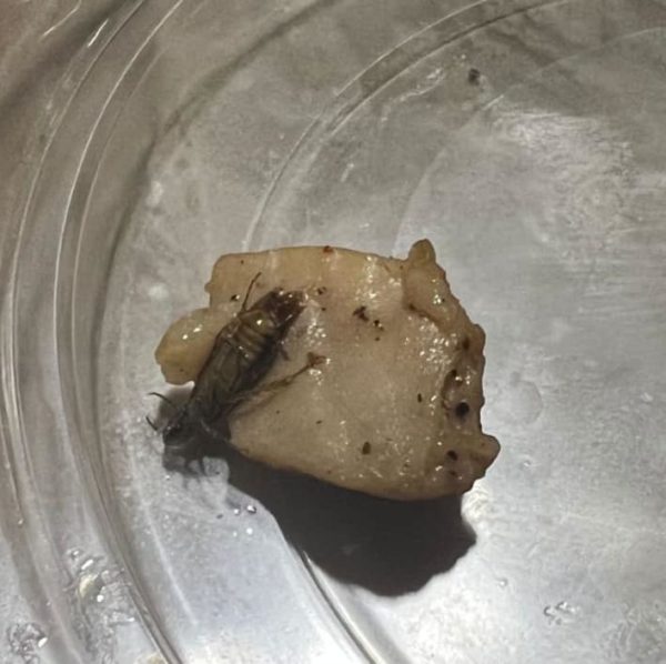 Cockroach Found In Pepper Lunch Meal From Sengkang Mall, Restaurant ...