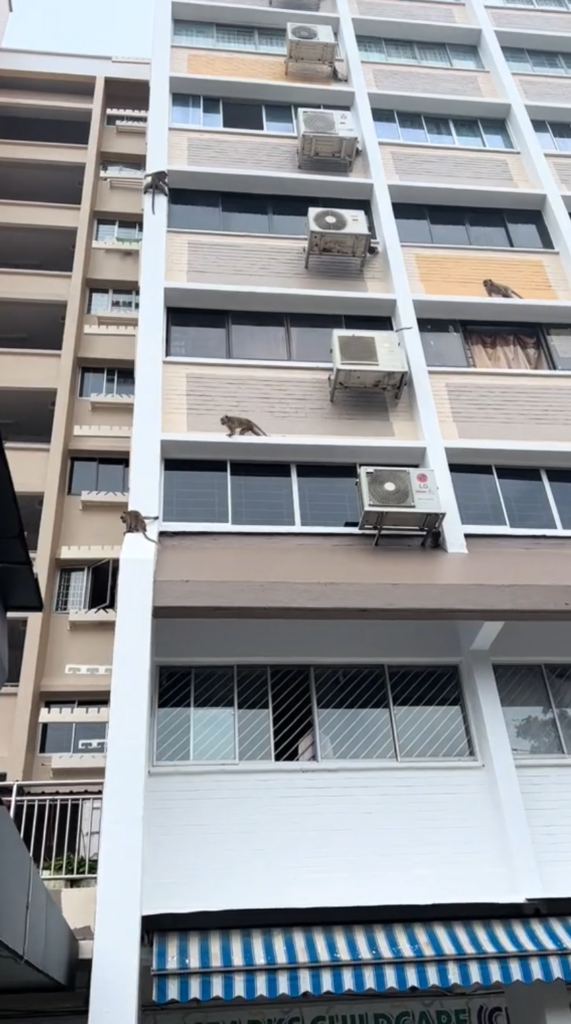 Monkeys Climb Down Jalan Besar HDB Walls Like They're In 'Mission ...
