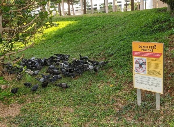 Opinion: Keeping Singapore's Bird Population In Check Through Culling ...
