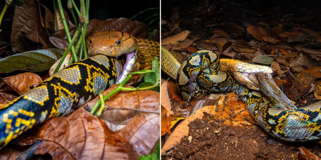 King Cobra Devours Python After 7-Hour Showdown In Mandai, Battle ...