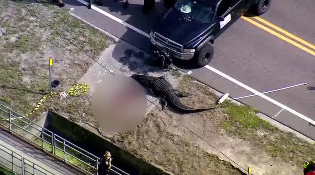 Large Alligator Spotted Dragging Human Corpse In Mouth In Florida, Put ...
