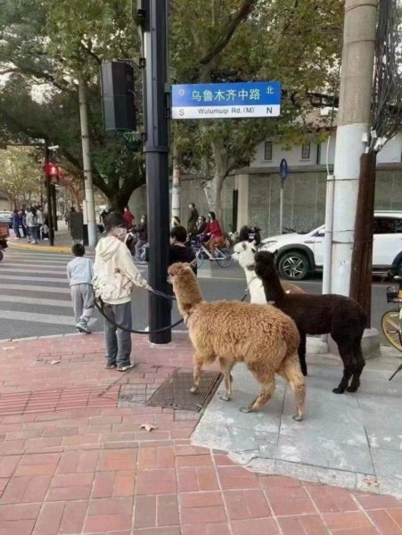 Couple Walks Obedient Alpaca On Shanghai Street, Cute Scene Shocks S ...
