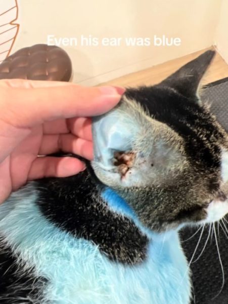 S’pore Community Cat Found With Blue Stain Across Body, Groomer Bathes ...