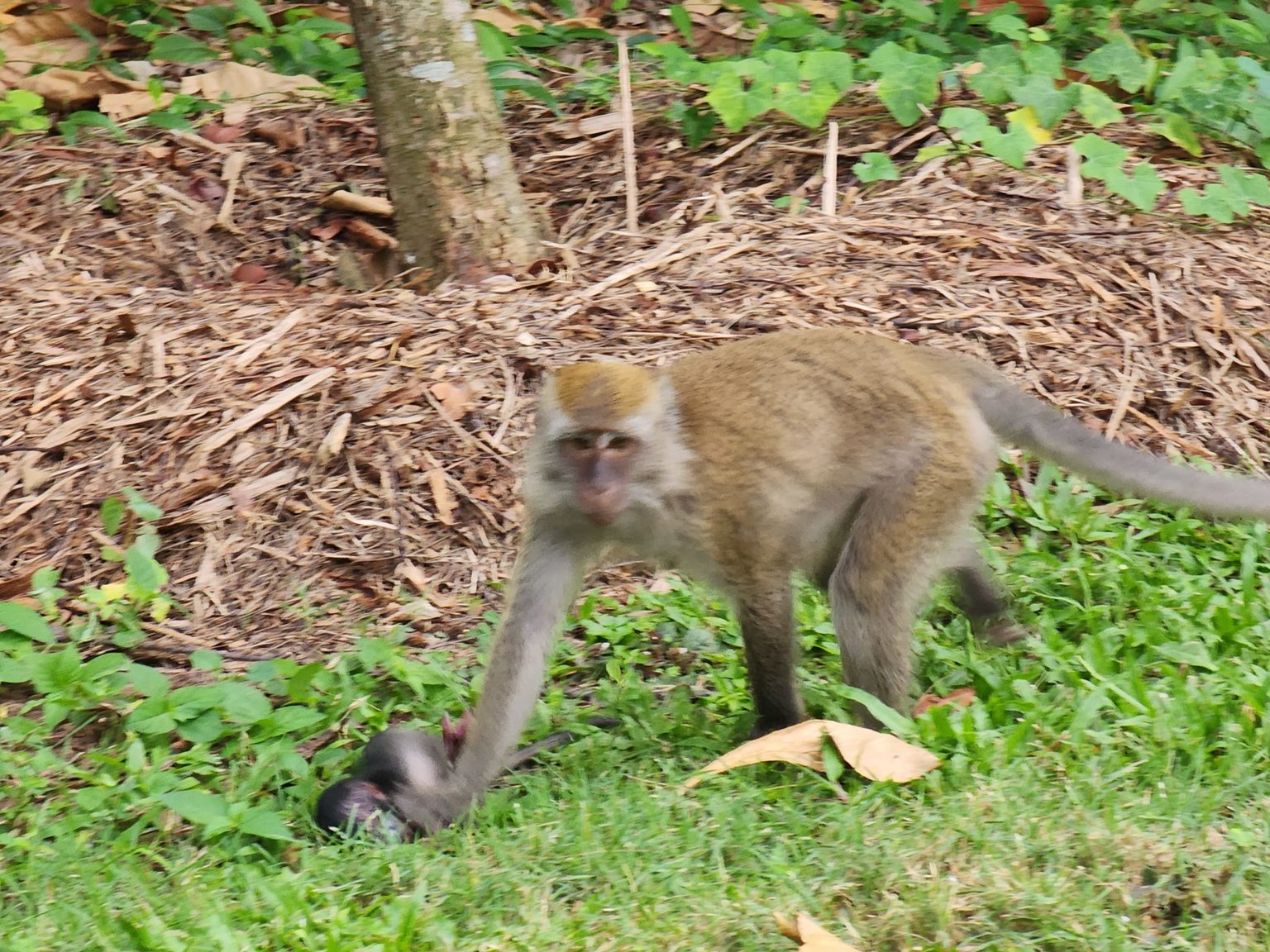 Monkey Mother Carries Dead Baby Along S'pore Park Connector ...