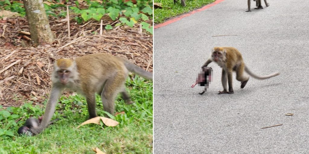 Monkey Mother Carries Dead Baby Along S'pore Park Connector ...