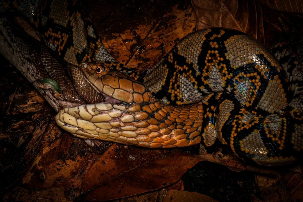 King Cobra Devours Python After 7-Hour Showdown In Mandai, Battle ...