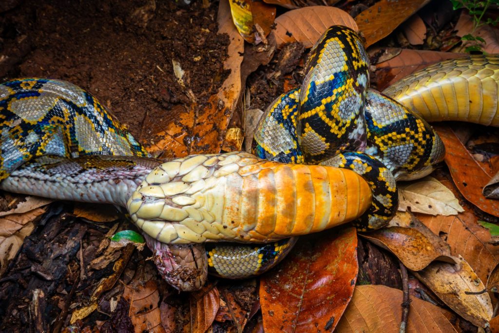 King Cobra Devours Python After 7-Hour Showdown In Mandai, Battle ...