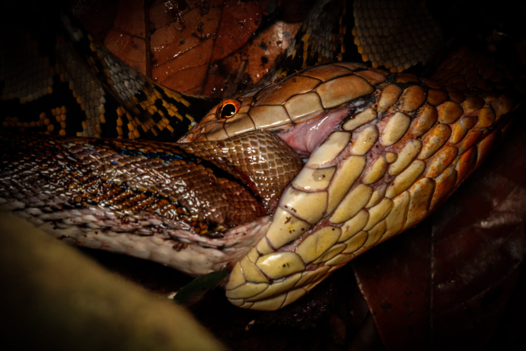 King Cobra Devours Python After 7-Hour Showdown In Mandai, Battle ...