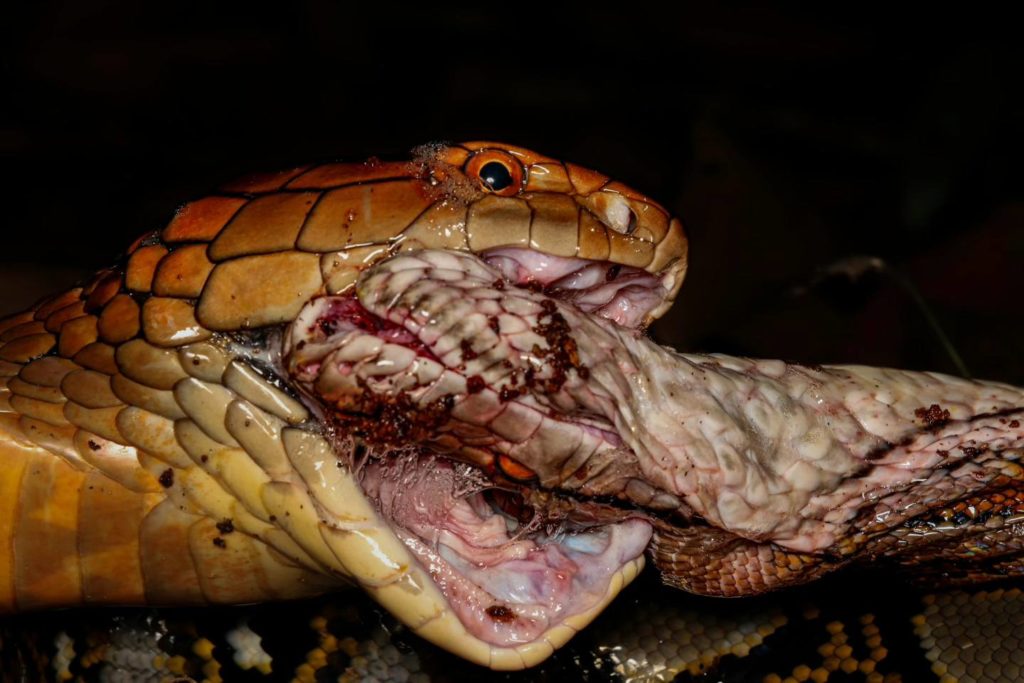 King Cobra Devours Python After 7-Hour Showdown In Mandai, Battle ...