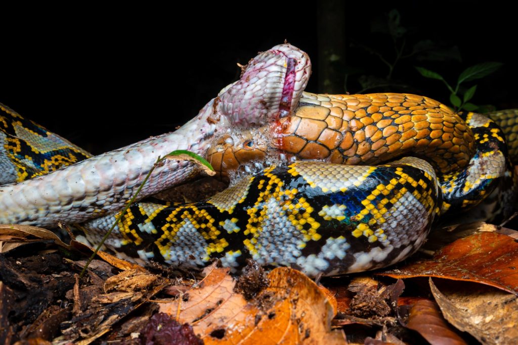 King Cobra Devours Python After 7-Hour Showdown In Mandai, Battle ...