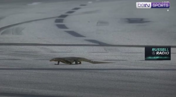 Monitor Lizard Spotted Crawling On F1 S'pore Track During Practice ...