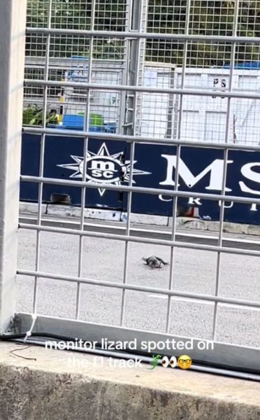 Monitor Lizard Spotted Crawling On F1 S'pore Track During Practice ...