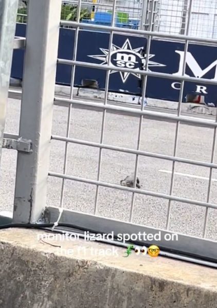 Monitor Lizard Spotted Crawling On F1 S'pore Track During Practice ...