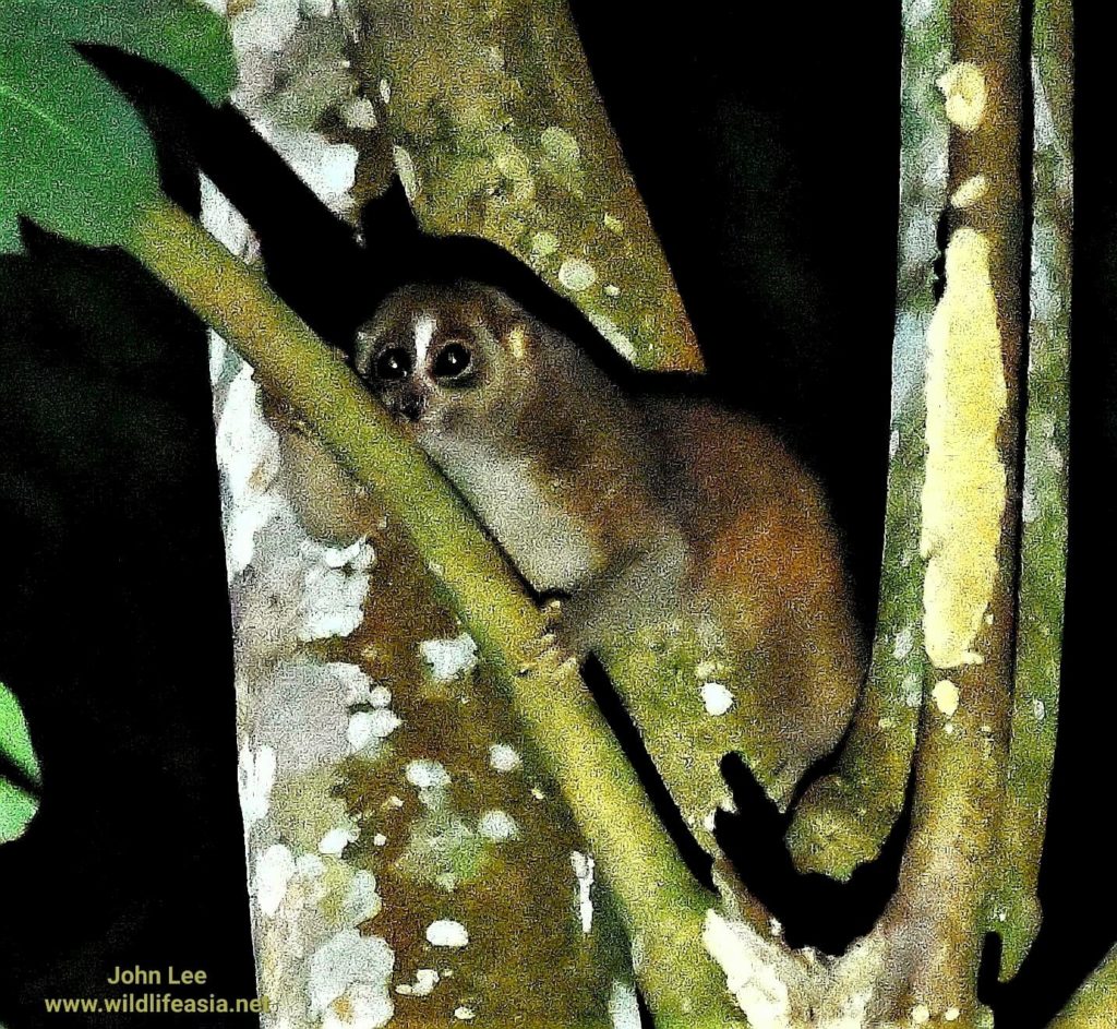Rare Sunda Slow Loris Spotted In S'pore After Nature Lover Searched For ...